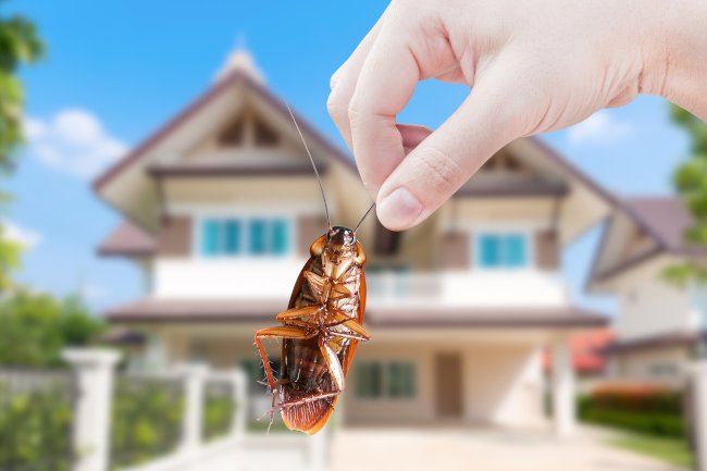 Pest Control, Manalapan, NJ | RZ Termite & Pest Control